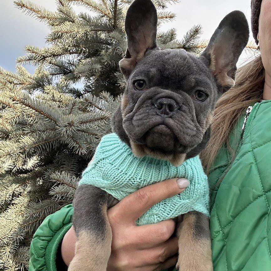 Французский бульдог, щенок