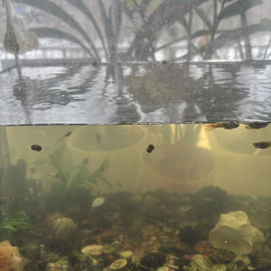 Аквариумные рыбки