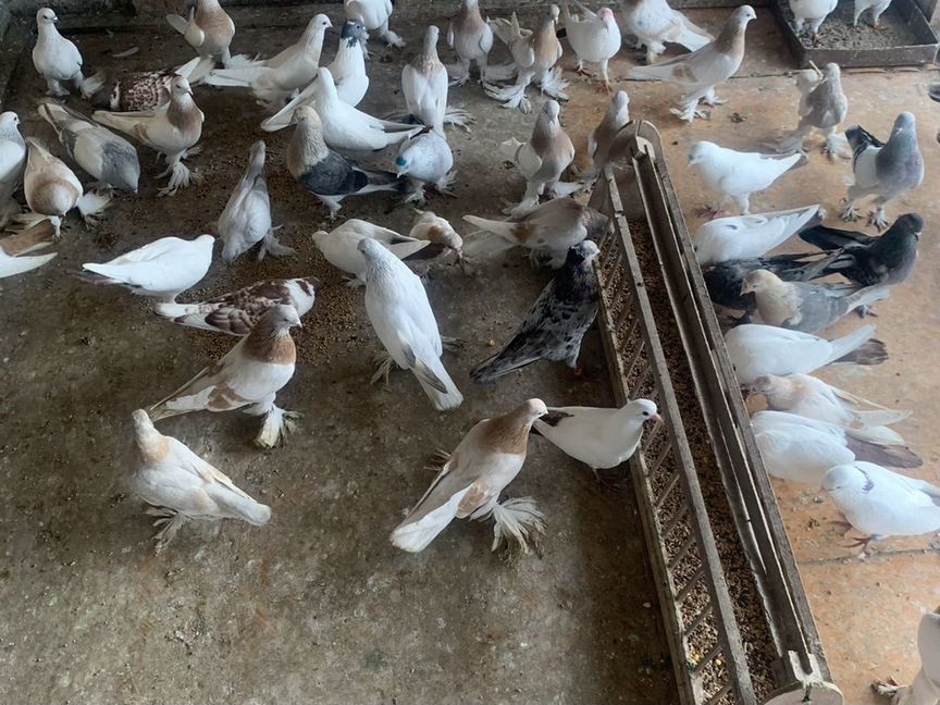 Продажа голубей