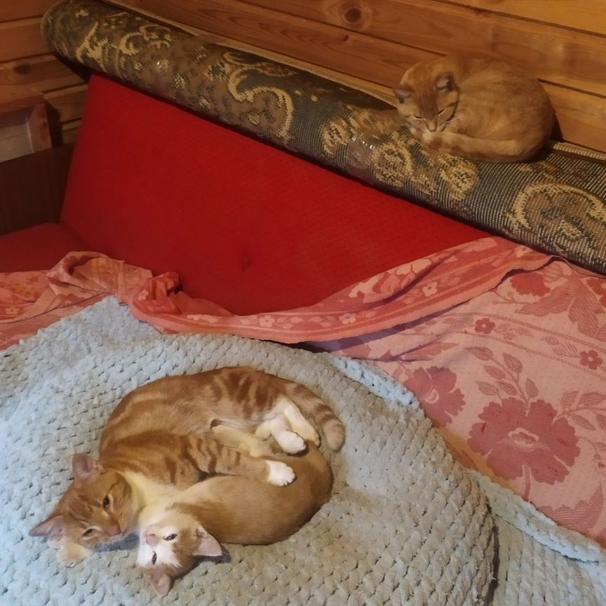 Отдам котят