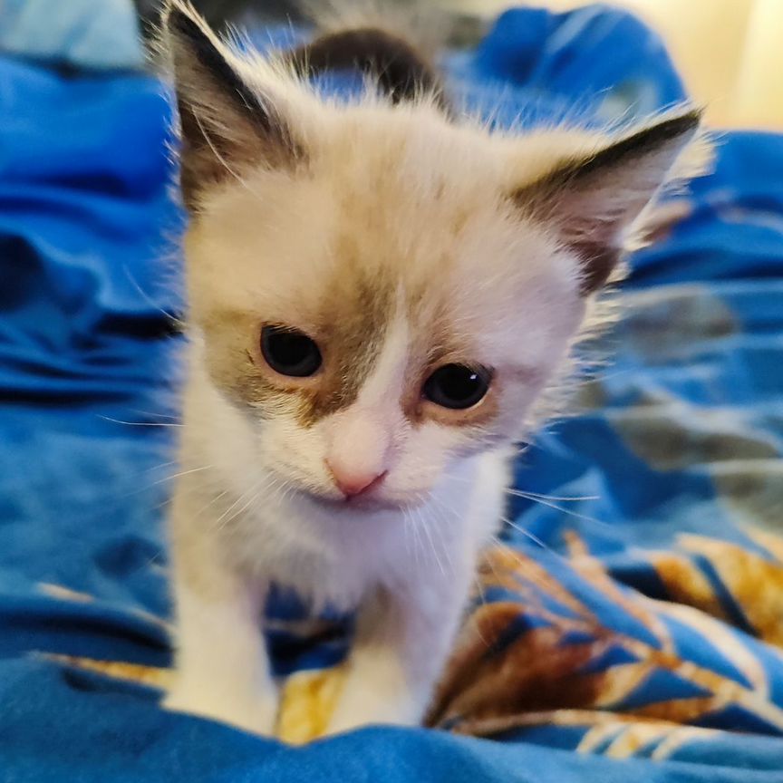 Сиамский котёнок