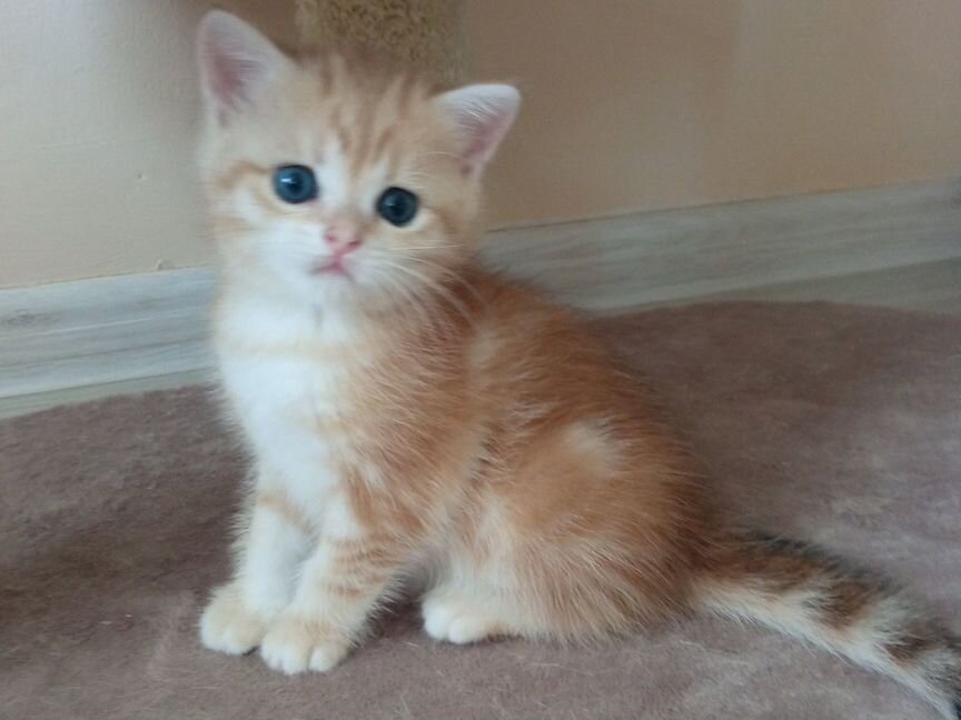 Британские котята золотая шиншилла