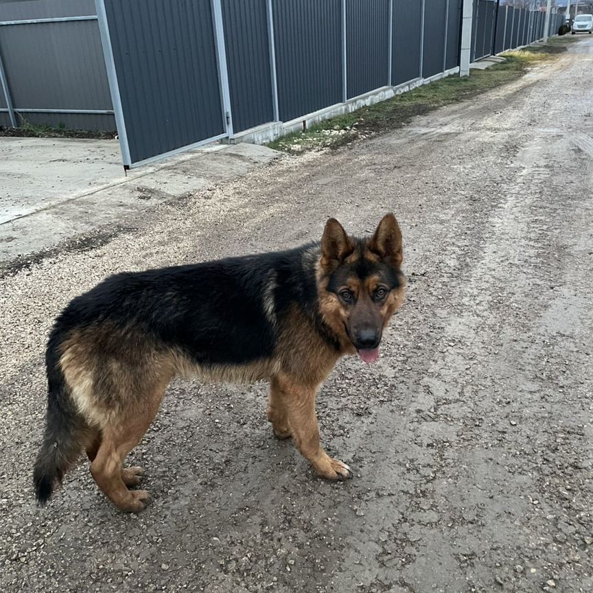 Найдена Немецкая овчарка (собака)