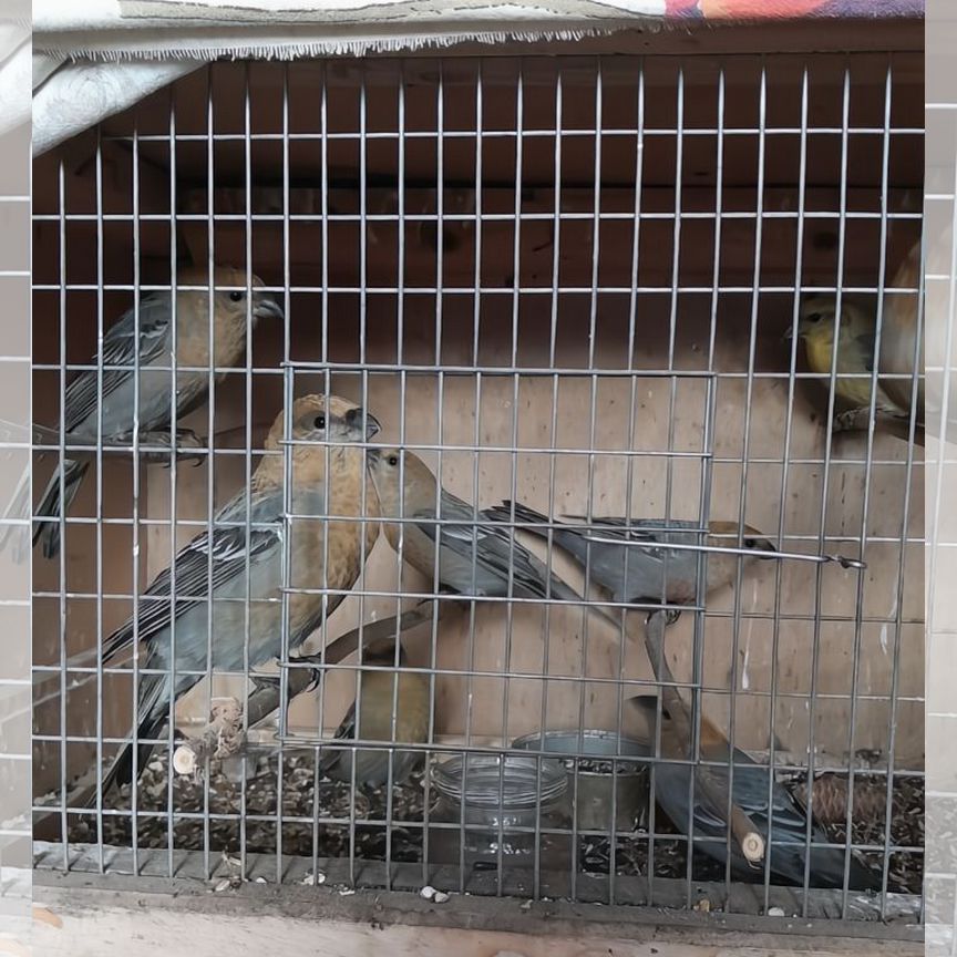 Певчие птицы, щуры