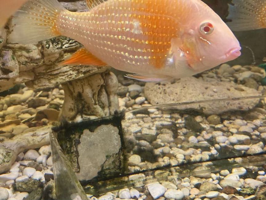 Аквариумные рыбки геофагусы Альбина