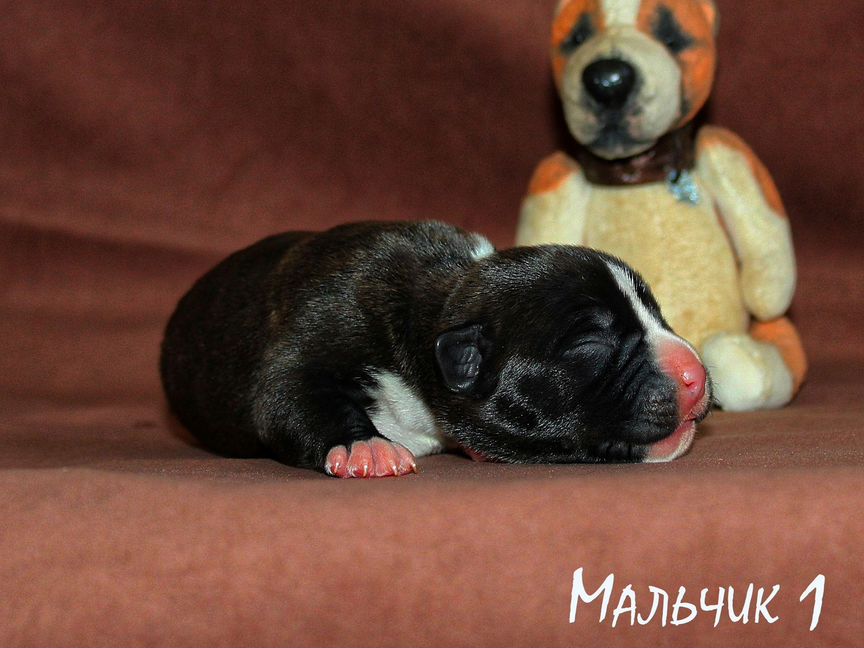 Малыши аст (американский стаффордширский терьер)