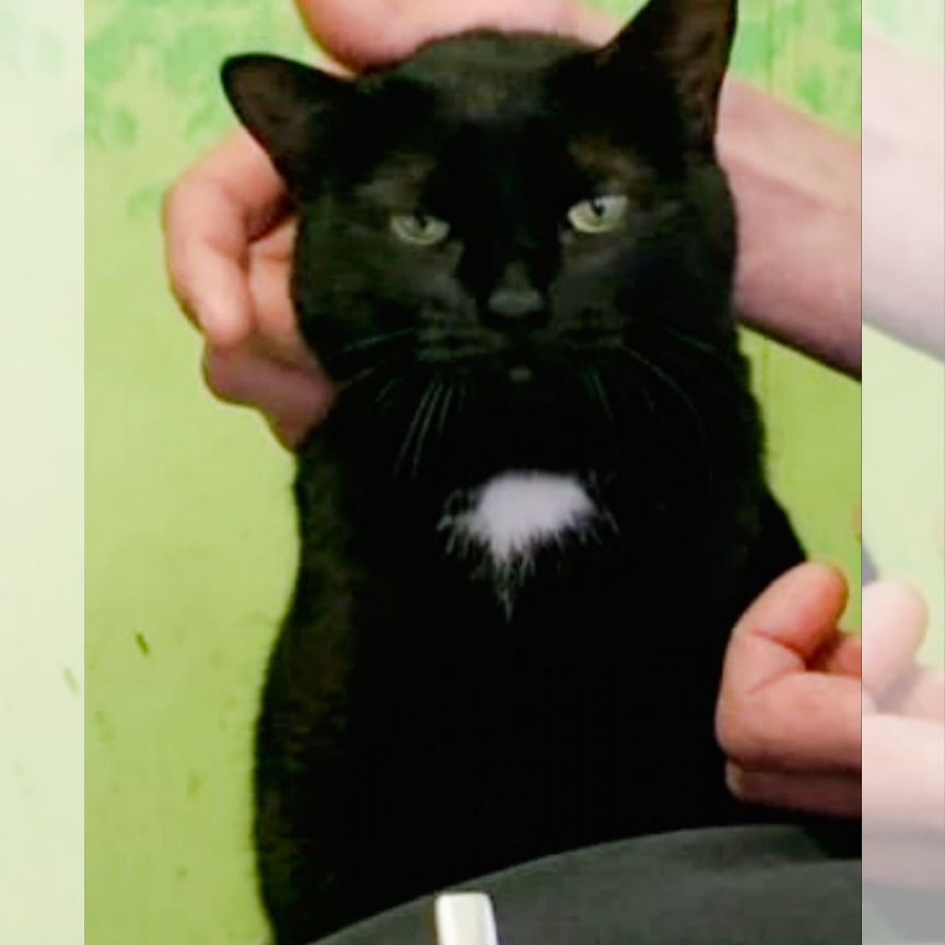 Бусинка, кошка