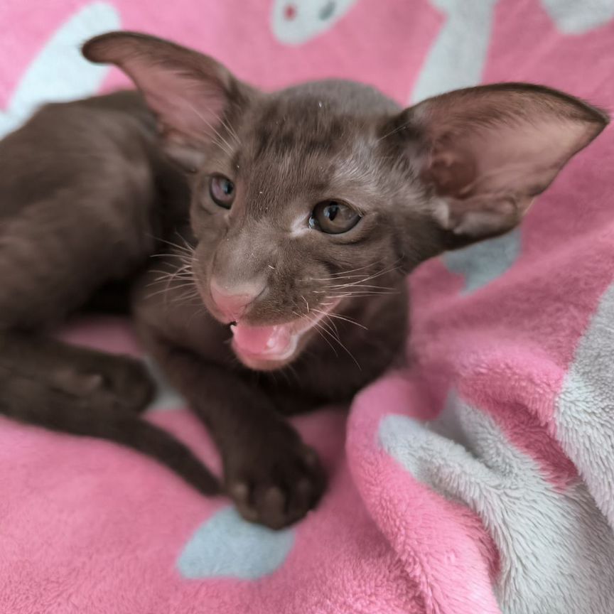 Ориентальный котёнок