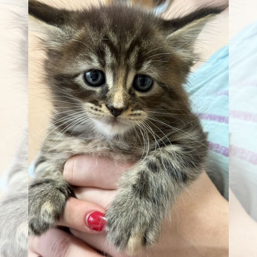 Котятки мейн-кун