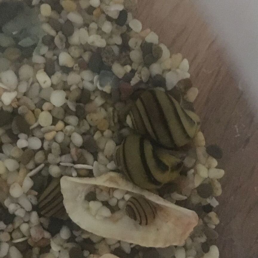 Улитки спикси эльф