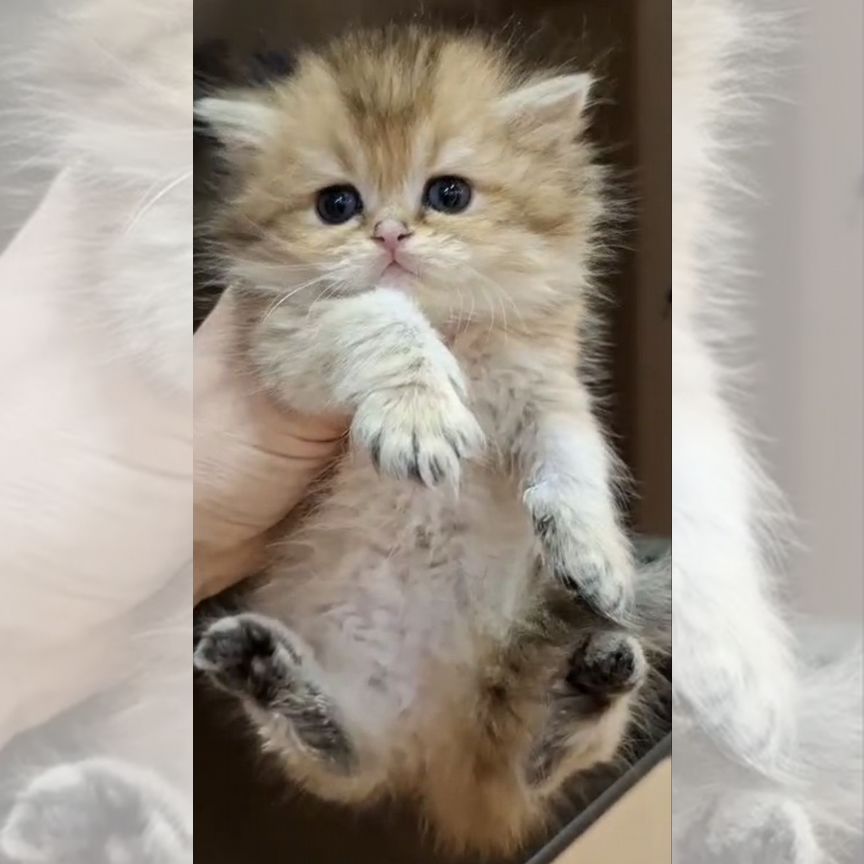 Британский длинношёрстный котёнок