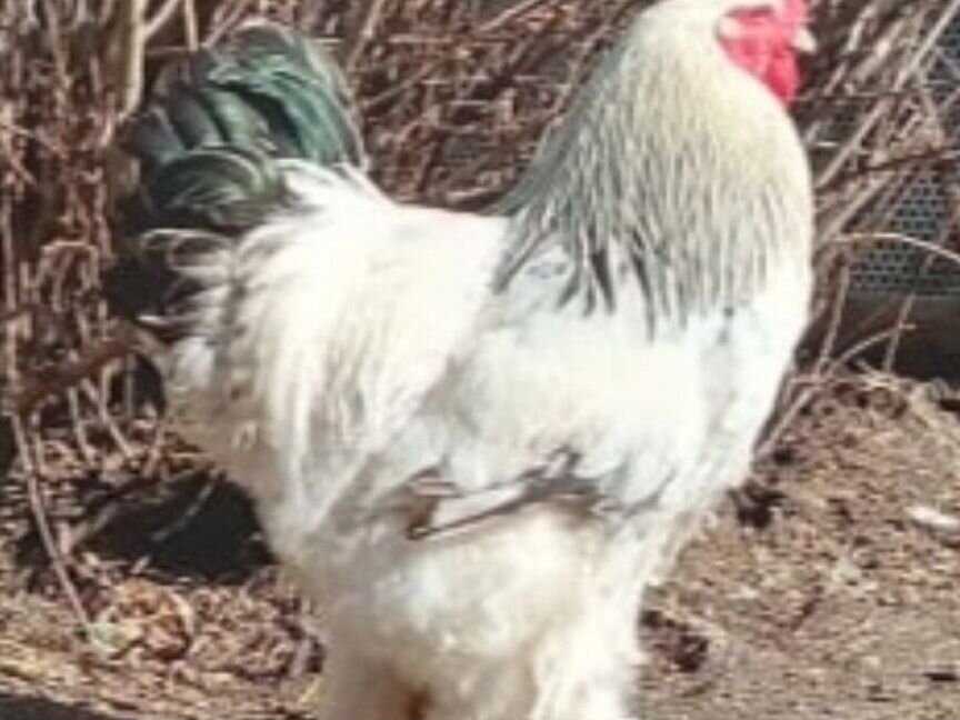 Порода Колумбийская