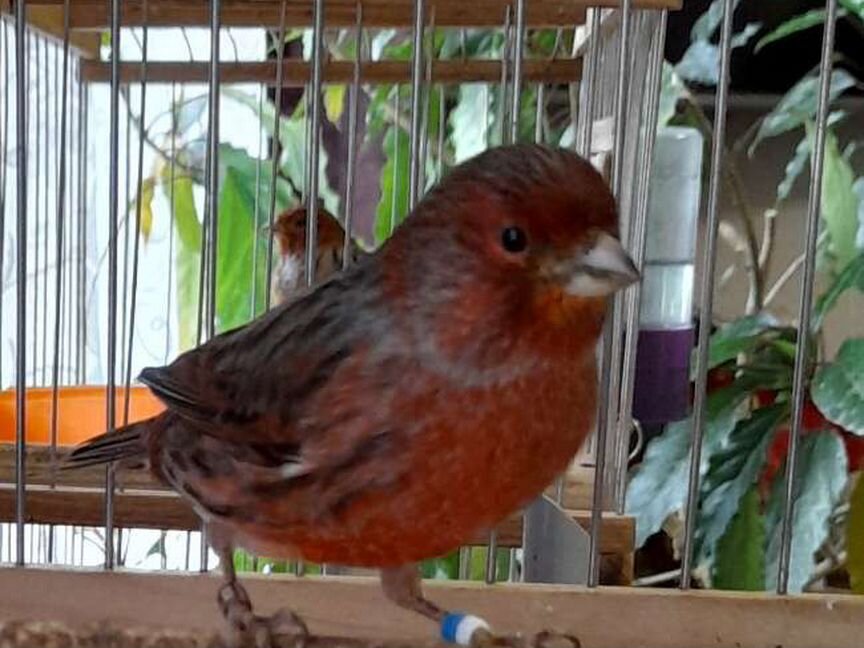 Кенара и канарейки