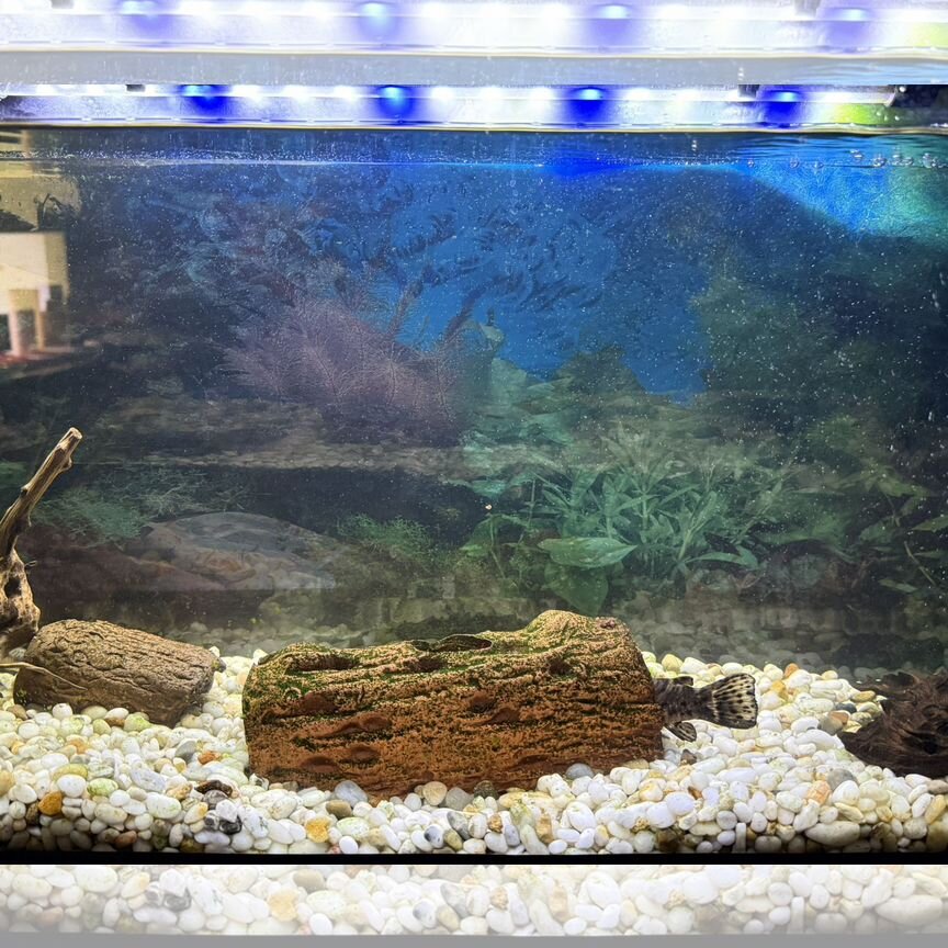 Аквариум с рыбками