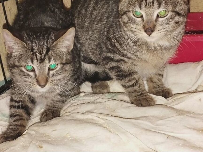 Котята из приюта ищут дом