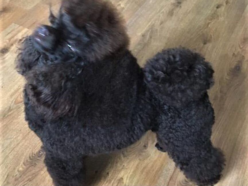 Щенок коричневого миниатюрного пуделя, мальчик