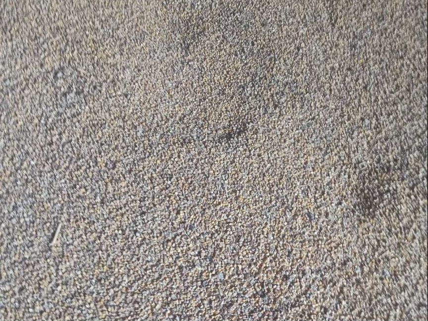 Кормовая кукуруза, Семечко корма