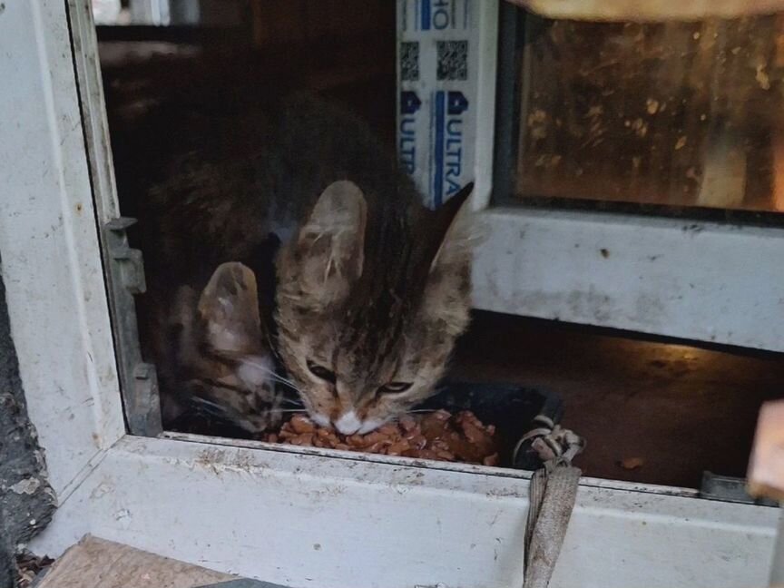 Котятам нужна помощь
