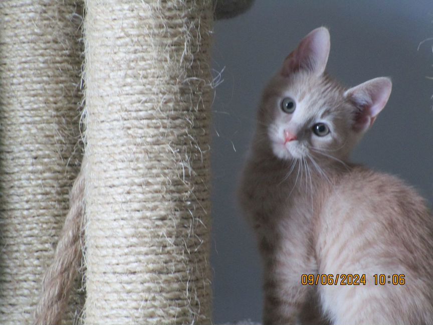 Котя светлый персик в крапинку