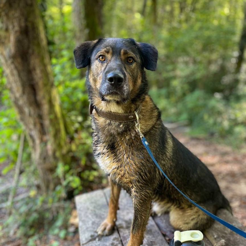 Лучшая собака для добрых рук