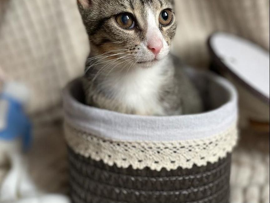 Котята в добрые руки бесплатно