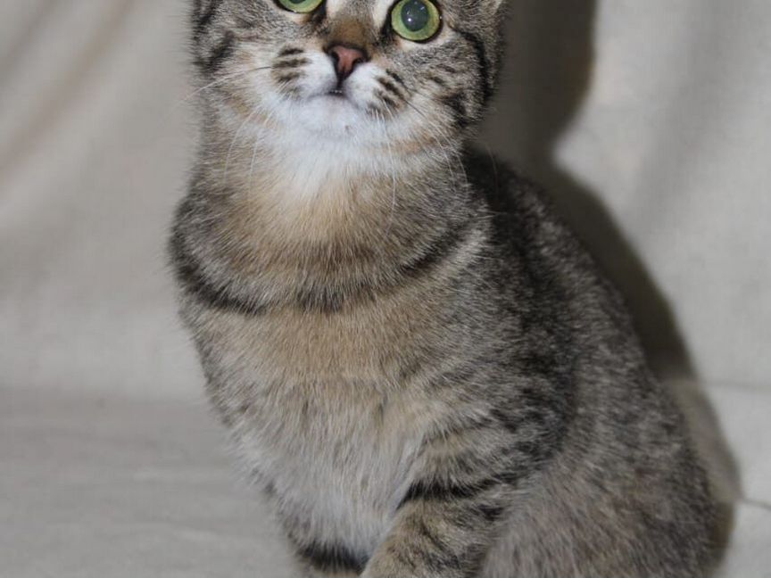 Отдам в Добрые руки девочку (3 мес)