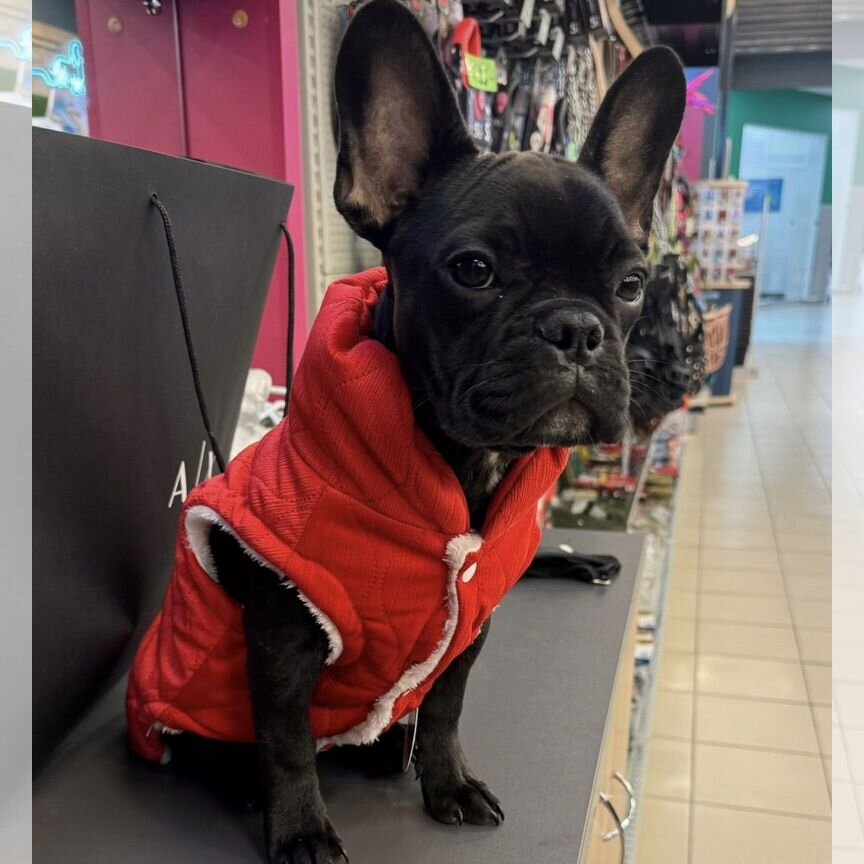 Теплая одежда для собак