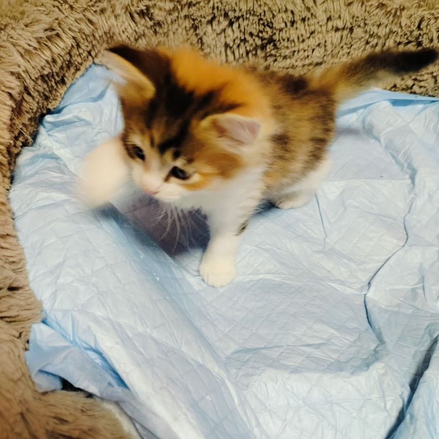 Отдам в добрые руки котёнка