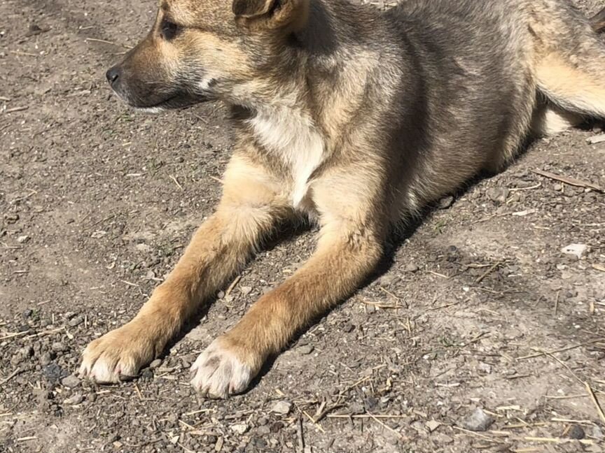 Потерялся щеночек