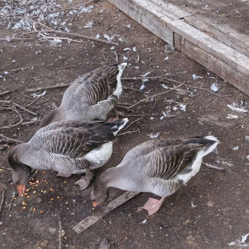 Гуси на племя