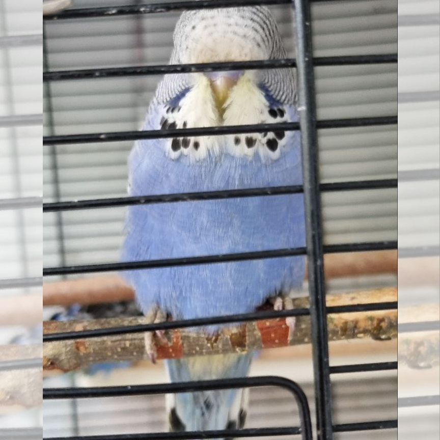 Попугаи ввп Чехи птенцы