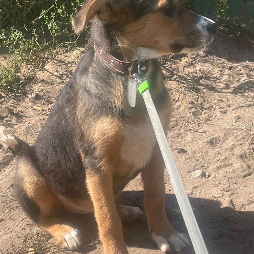 Малышка щенок Юми ищет любящую семью