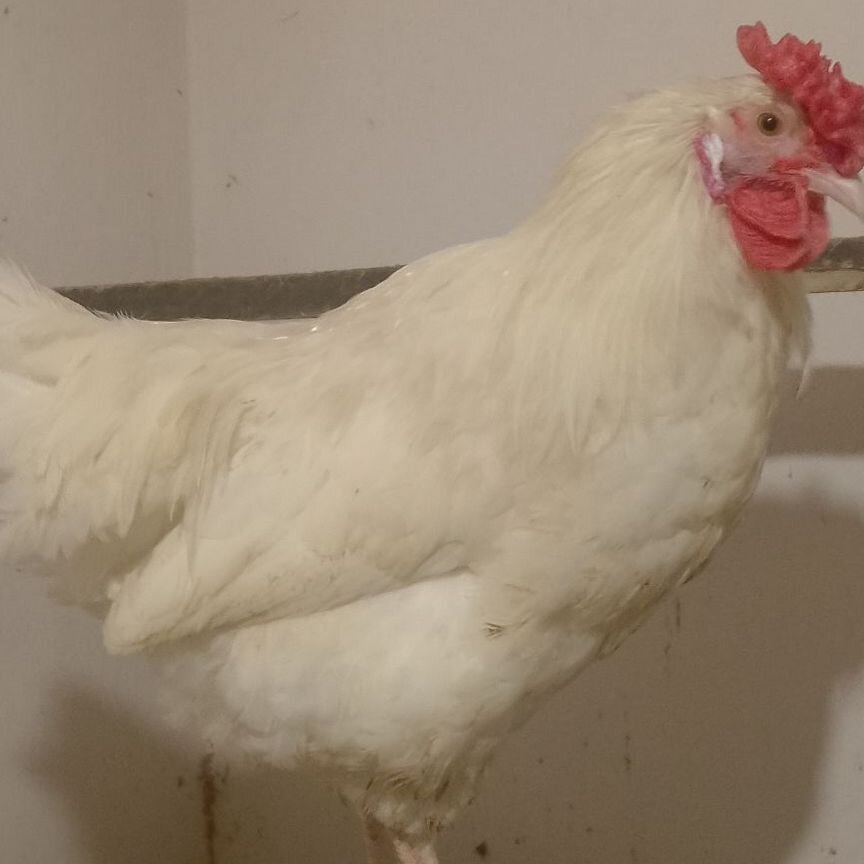 Молодой петух