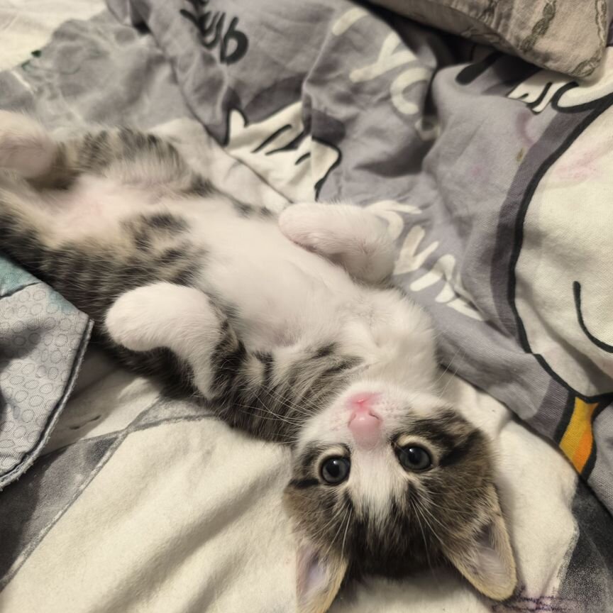 Котёнок в добрые руки