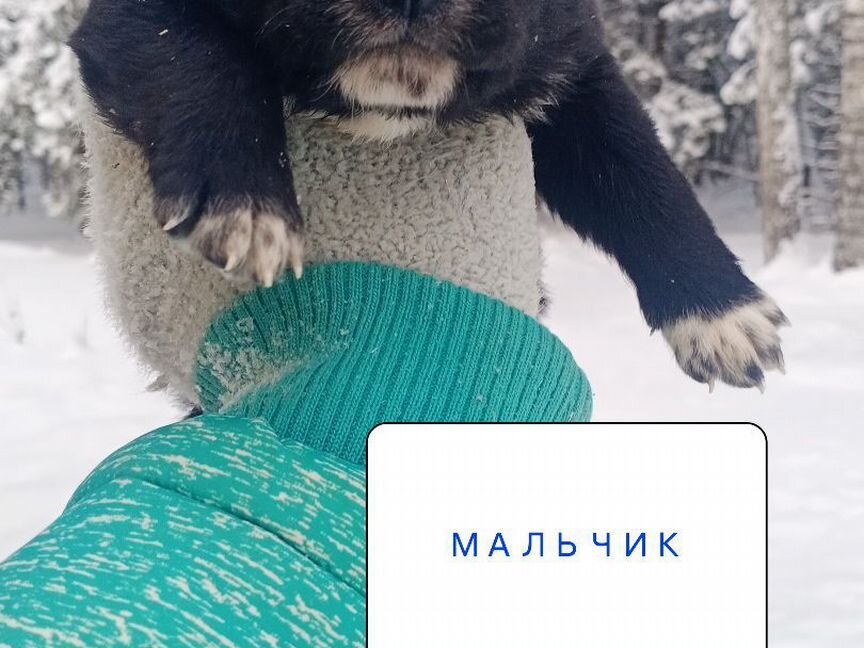 Щенки