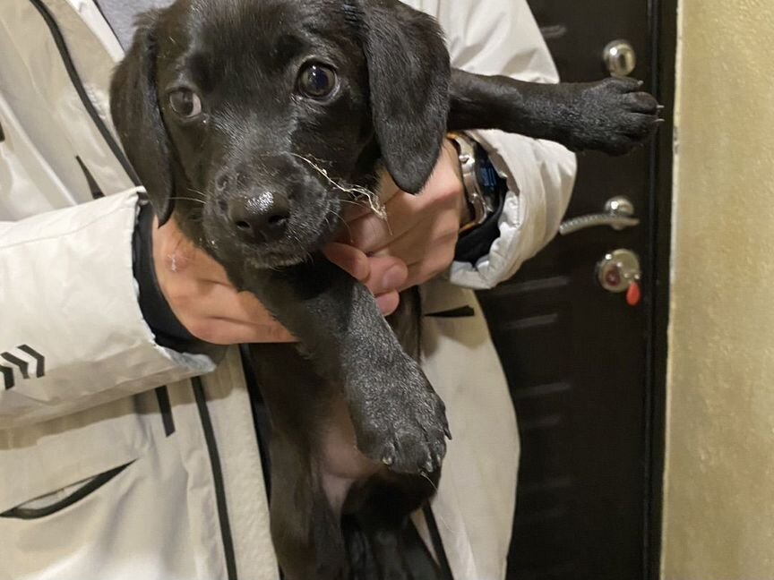 Собака в добрые руки щенок мальчик