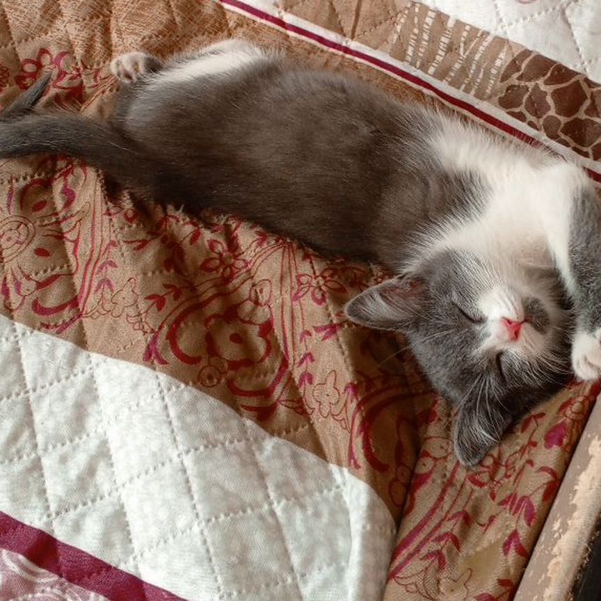 Котик бесплатно кушает всё лоток на ура