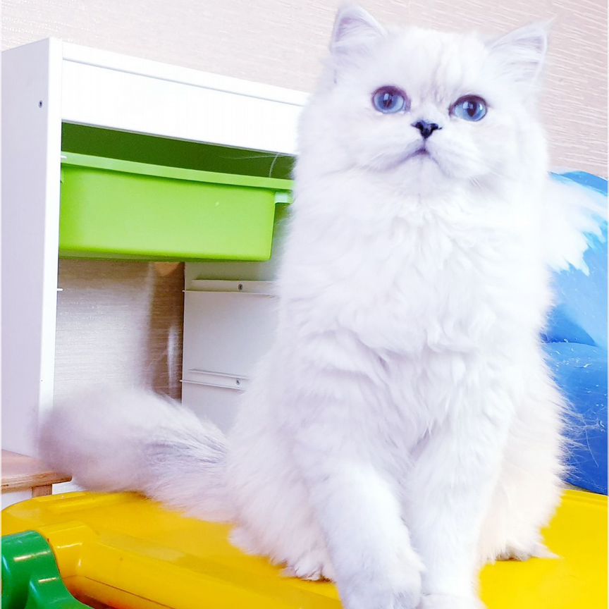 Шотландская кошка