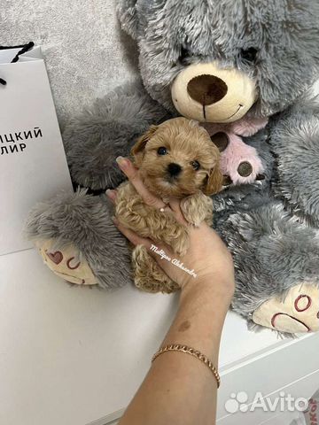Мальтипу Ф1 micro Toy Baby Face Korea