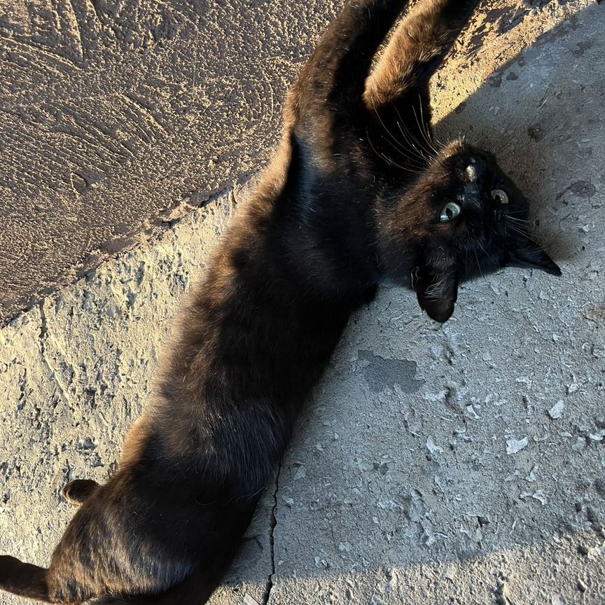 Котик в добрые руки