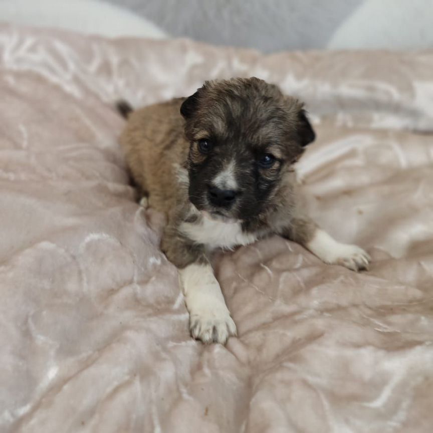 Малышка Тая 1 месяц. В добрые руки