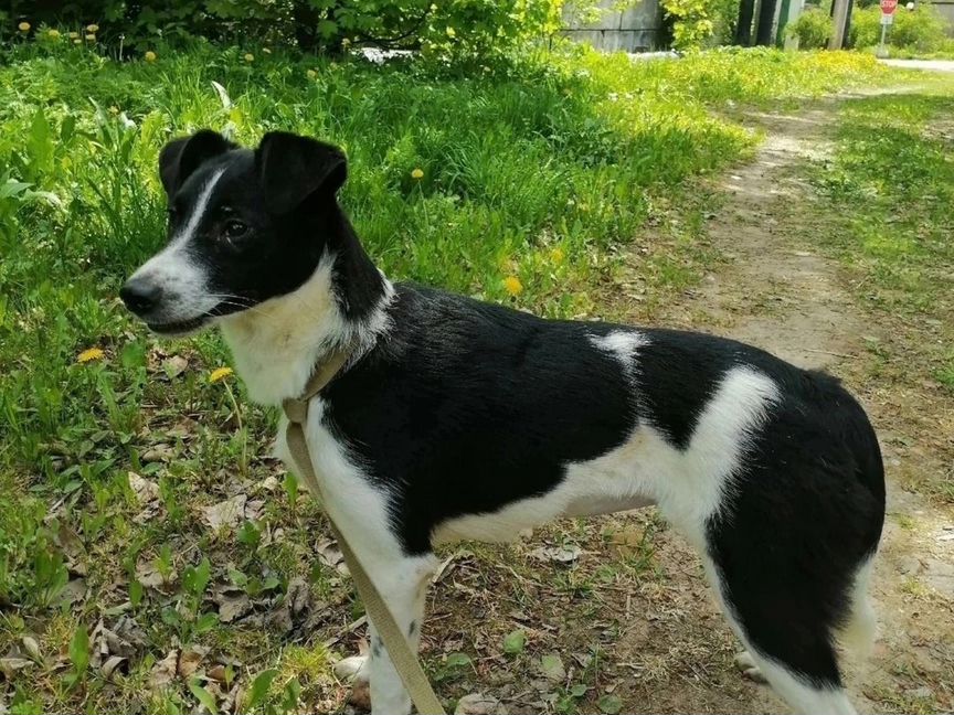 Собака Ива в хорошую семью бесплатно