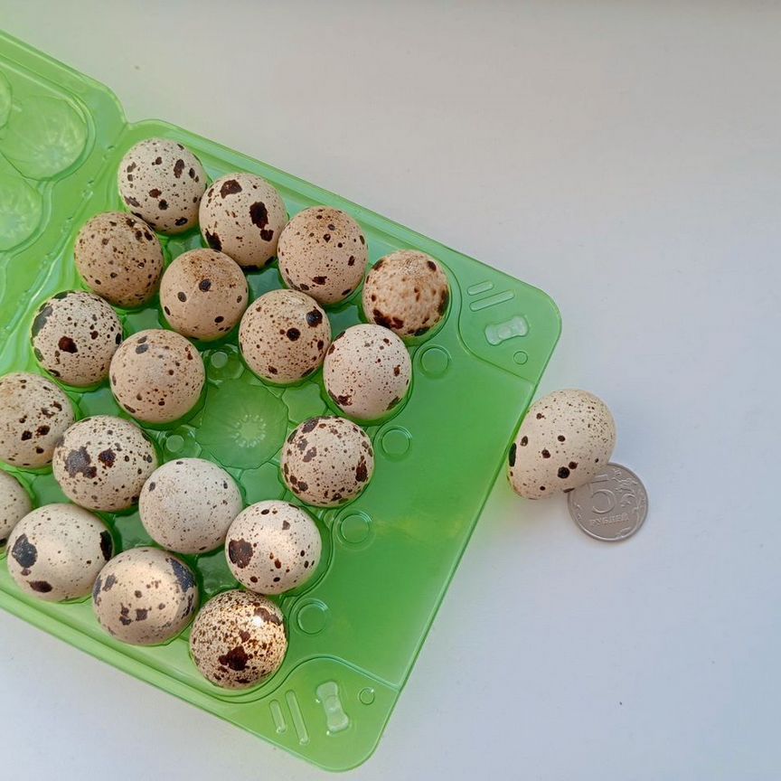 Яйца перепелиные и инкубационное