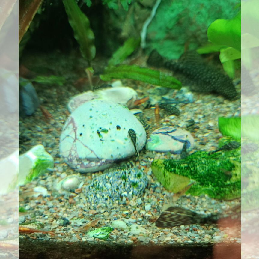 Аквариумные рыбки