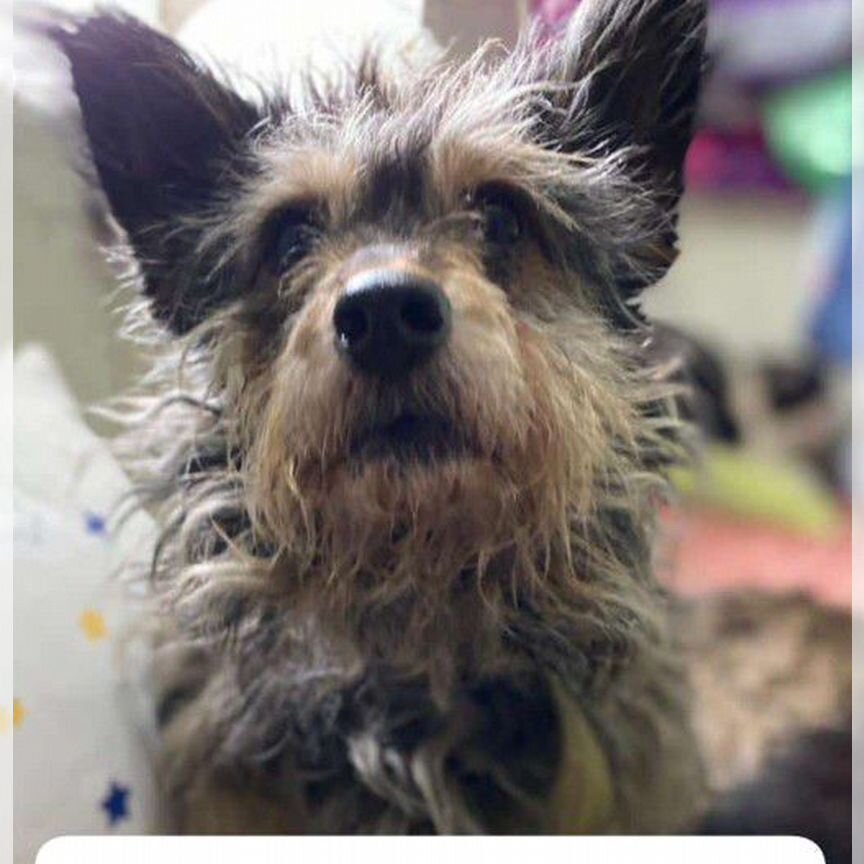 Маленькая собака