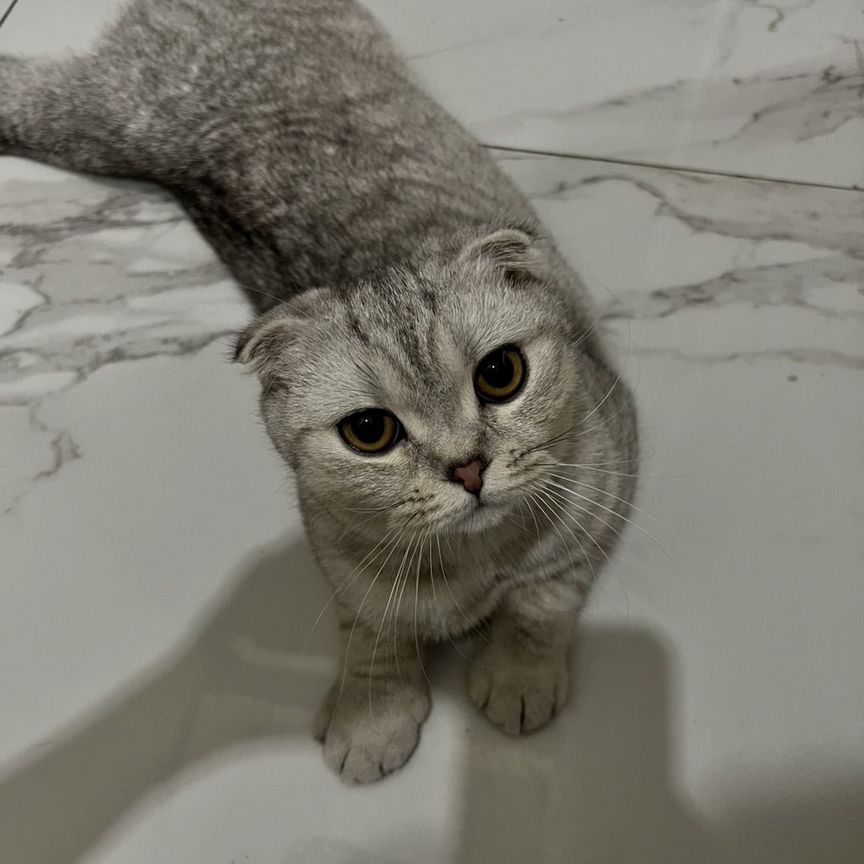 Шотландская вислоухая девочка