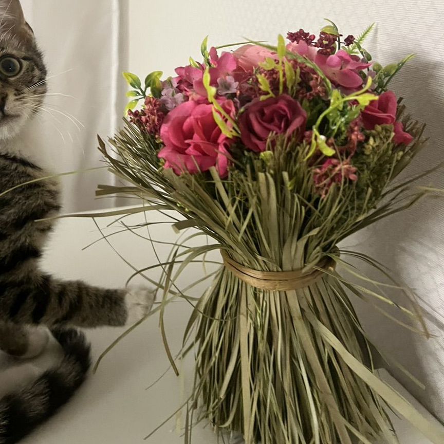 Домашние котята 5 месяцев