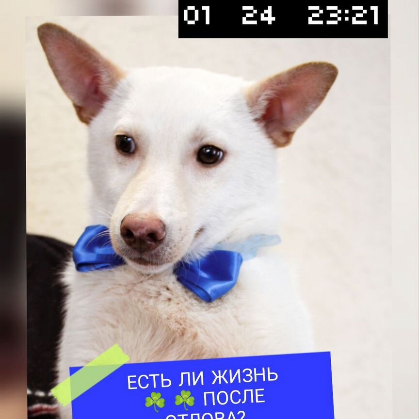 Щенок коротколапик из отлова (в добрые руки)