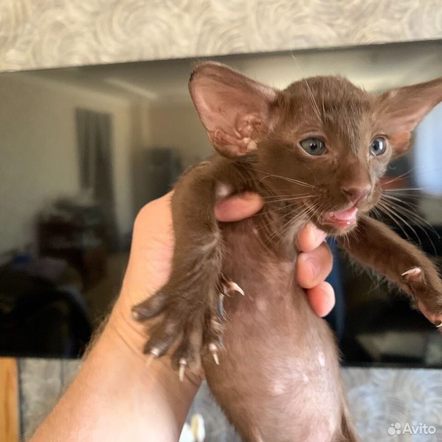 Ориентальные котята