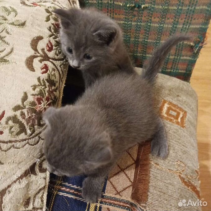 Котята 4 британец серые в добрые руки бесплатно